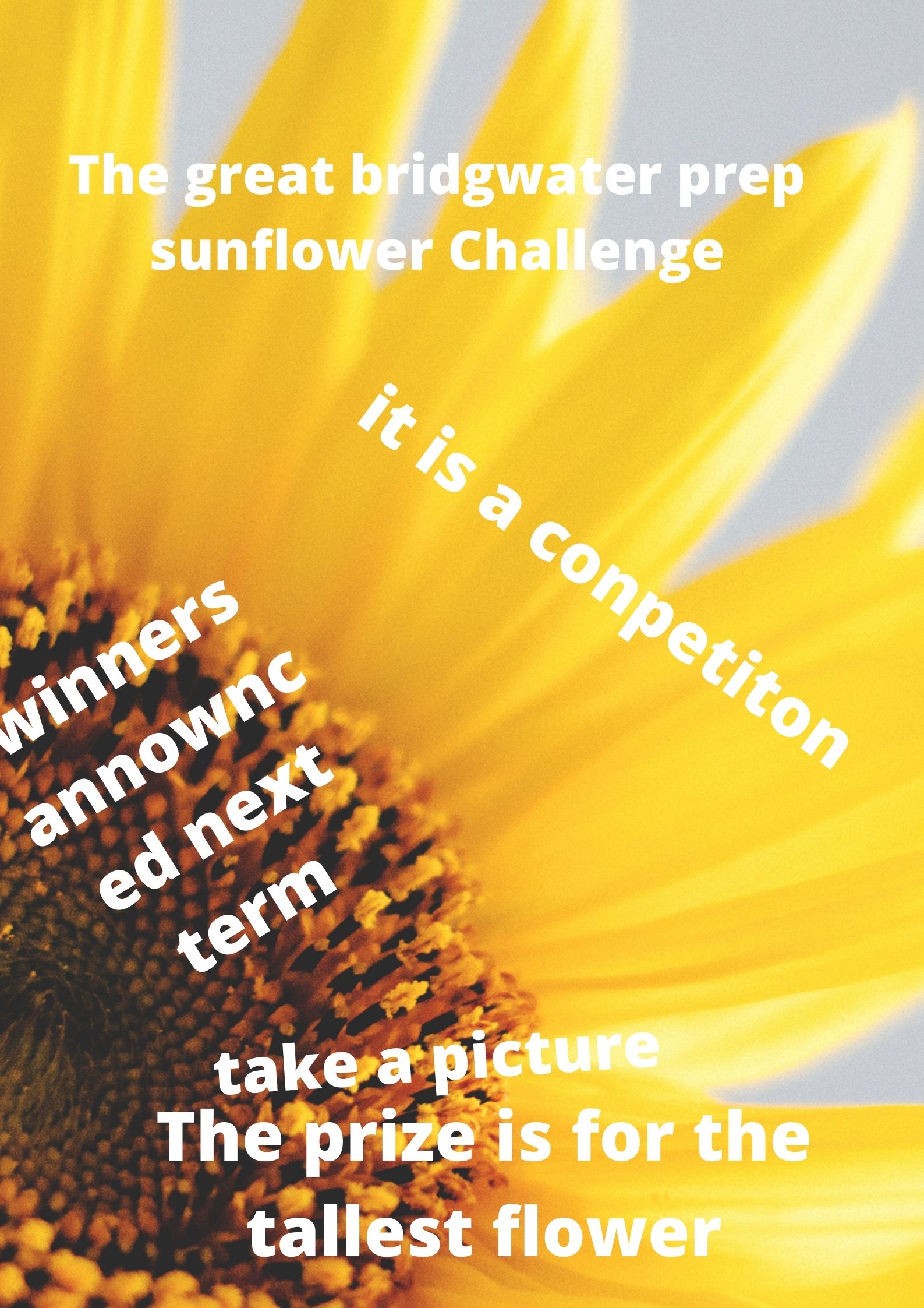 The Great Bridgewater Prep Sunflower Challenge! – Bridgewater School ...