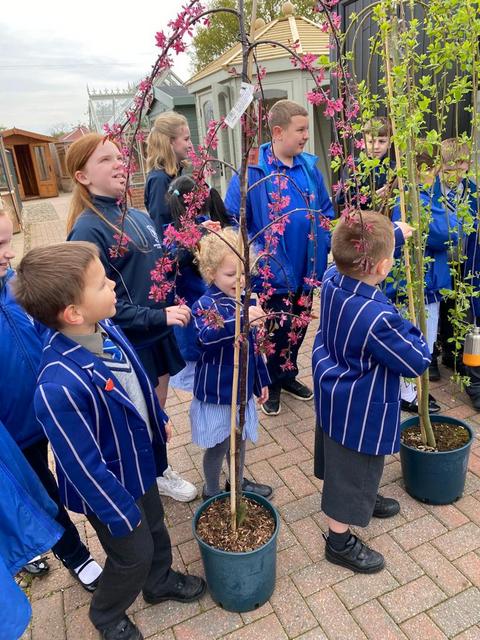 Prep Council choose commemorative trees – Bridgewater School – Prep ...
