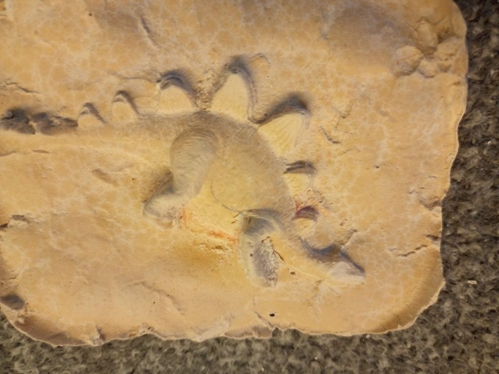 Making Fossils with Prep III – Bridgewater School – Prep. Department